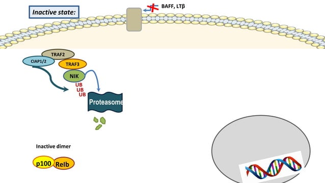 Nf-kB signalling pathway / role of Nf-kB in immunity |canonical and non ...
