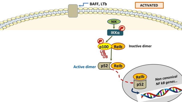 Nf-kB signalling pathway / role of Nf-kB in immunity |canonical and non ...