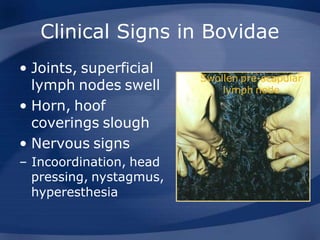 3. MalignantCatarrhalFever..pptx