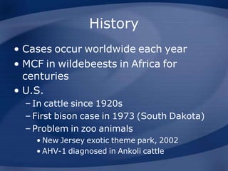 3. MalignantCatarrhalFever..pptx