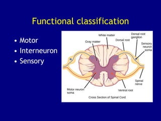 3. Organization of the Nervous system.ppt