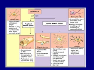 3. Organization of the Nervous system.ppt