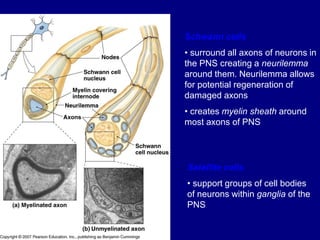 3. Organization of the Nervous system.ppt