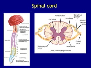 3. Organization of the Nervous system.ppt