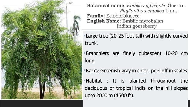 3. DRAVYAGUNA LECTURE SERIES- Amalaki - Copy.pptx