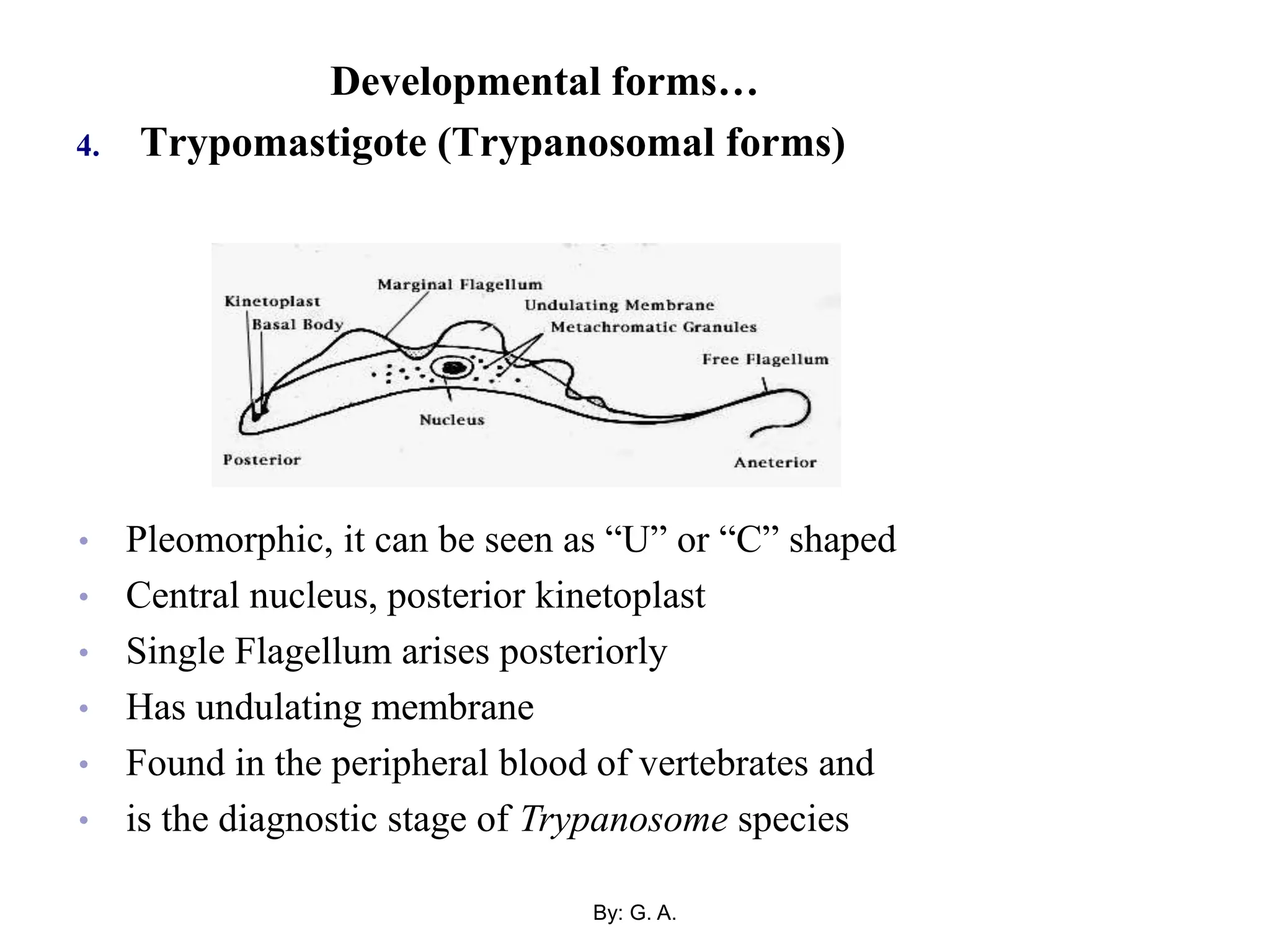 3.3. Blood and tissue flagelates.ppt