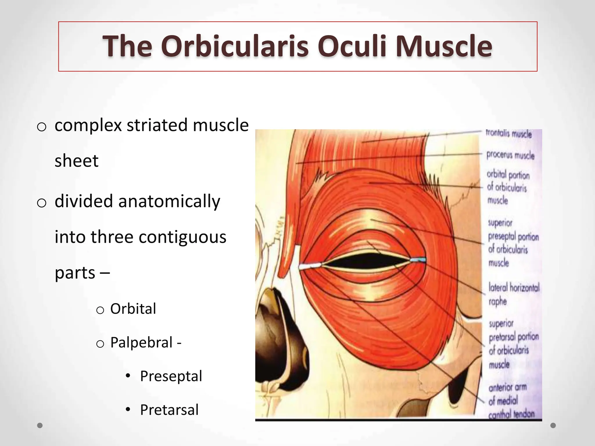 Anatomy of Eyelid, Introduction to Orbit | PPT