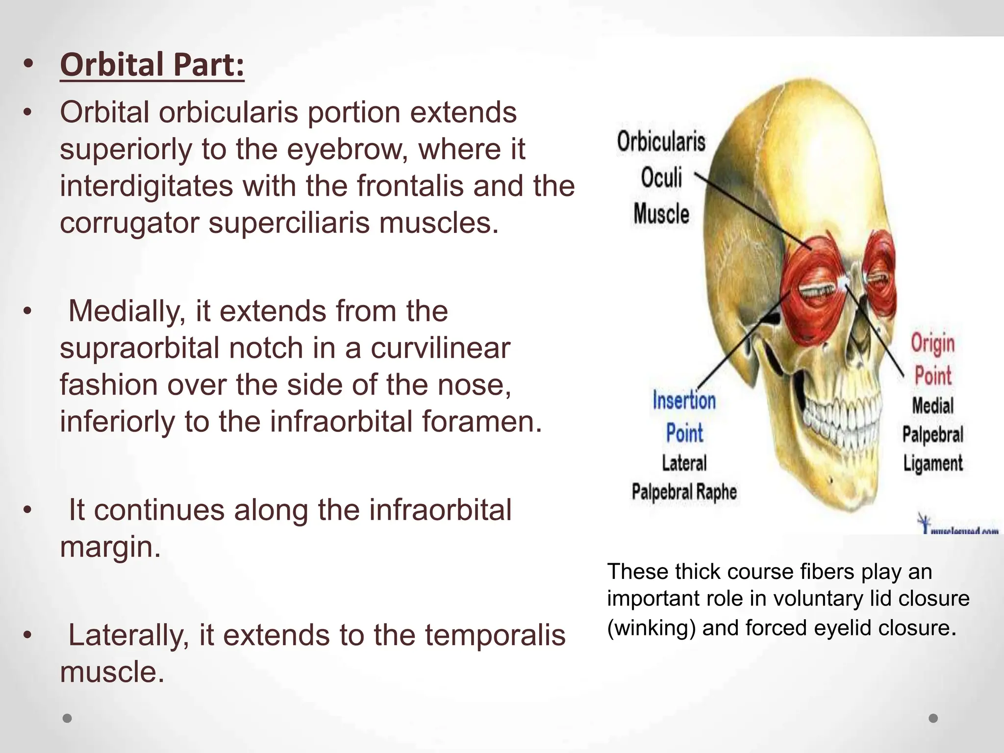 Anatomy of Eyelid, Introduction to Orbit | PPT