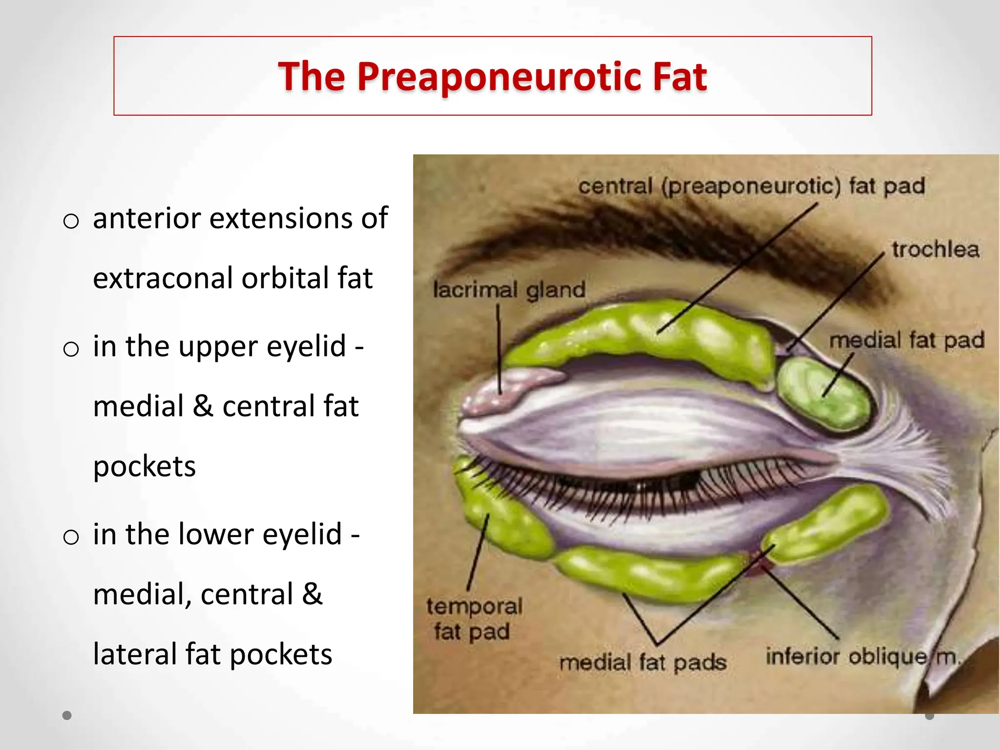 Anatomy of Eyelid, Introduction to Orbit | PPT