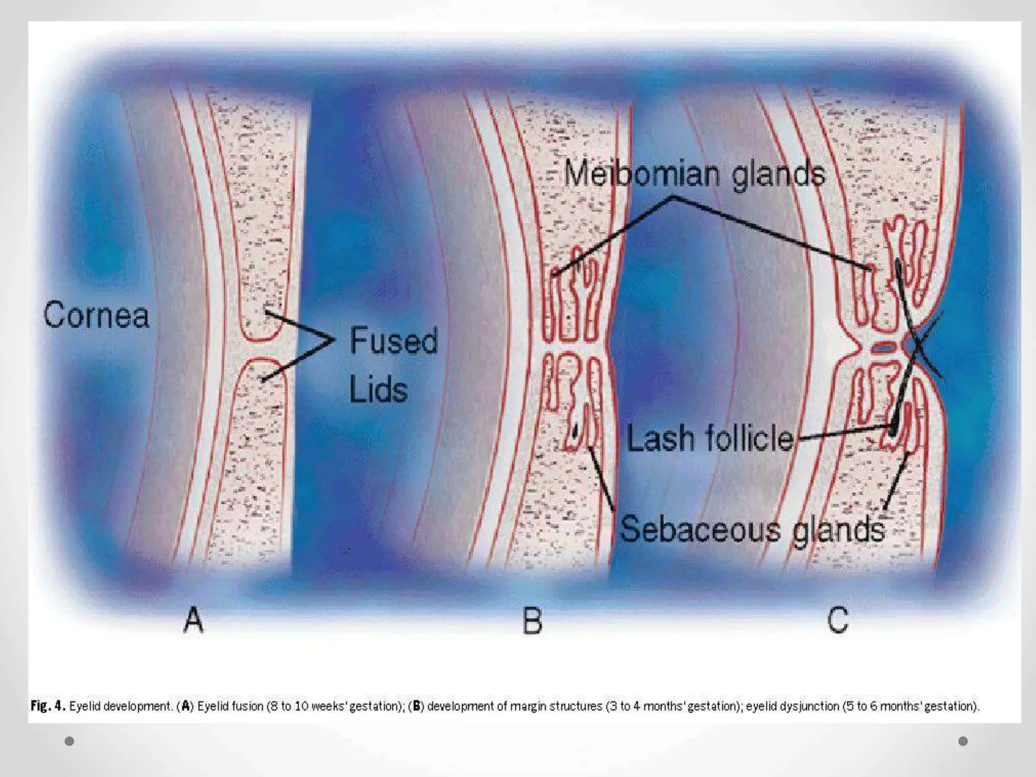 Anatomy of Eyelid, Introduction to Orbit | PPT