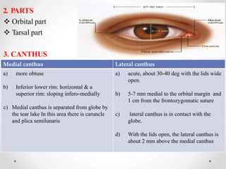 Anatomy of Eyelid, Introduction to Orbit | PPT