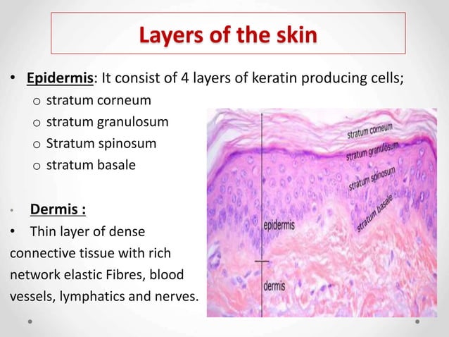 Anatomy of Eyelid, Introduction to Orbit | PPT