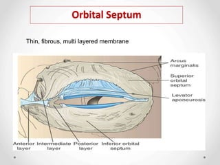 Anatomy of Eyelid, Introduction to Orbit | PPT
