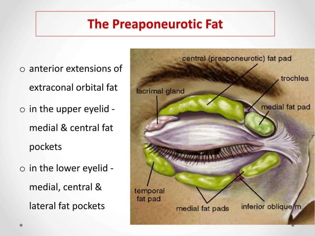 Anatomy of Eyelid, Introduction to Orbit | PPT