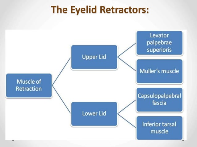 Anatomy of Eyelid, Introduction to Orbit | PPT