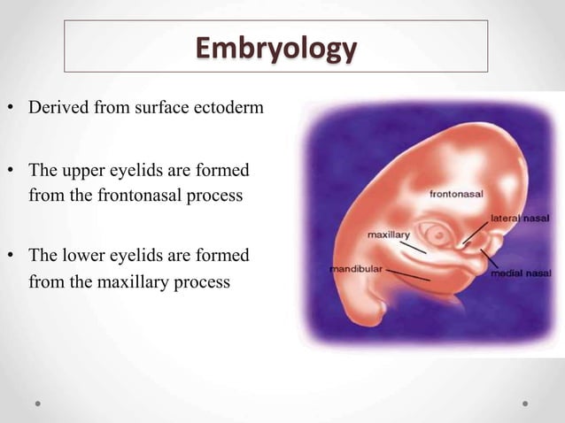 Anatomy of Eyelid, Introduction to Orbit | PPT