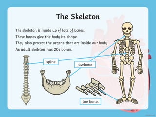 3.-human-body-information-powerpoint.pdf