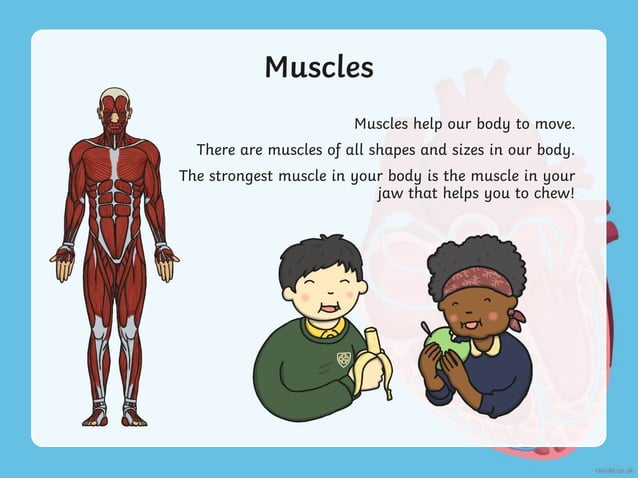 3.-human-body-information-powerpoint.pdf