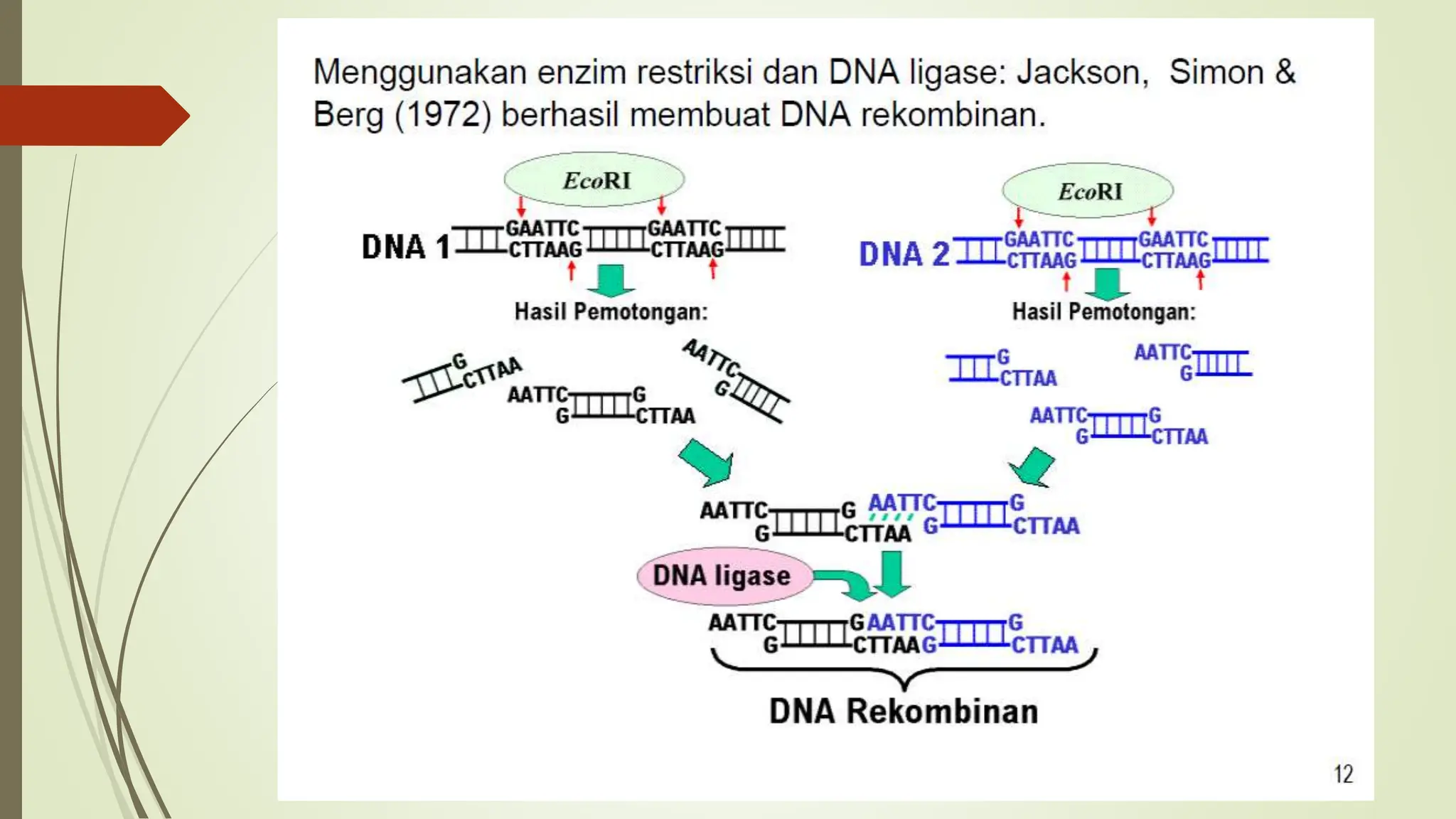 3. Rekombinasi DNA.pptx