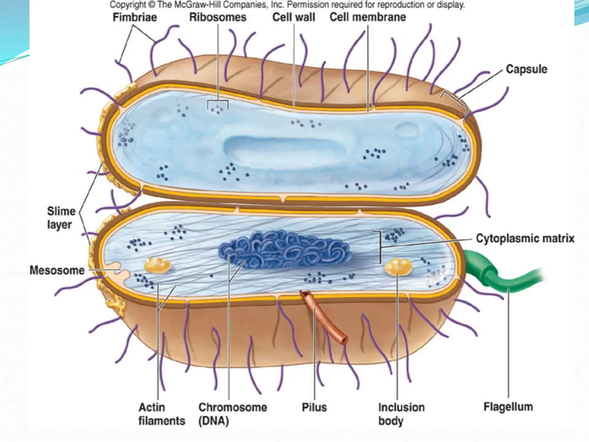 3.0 Cell Structure and function (2).pptx