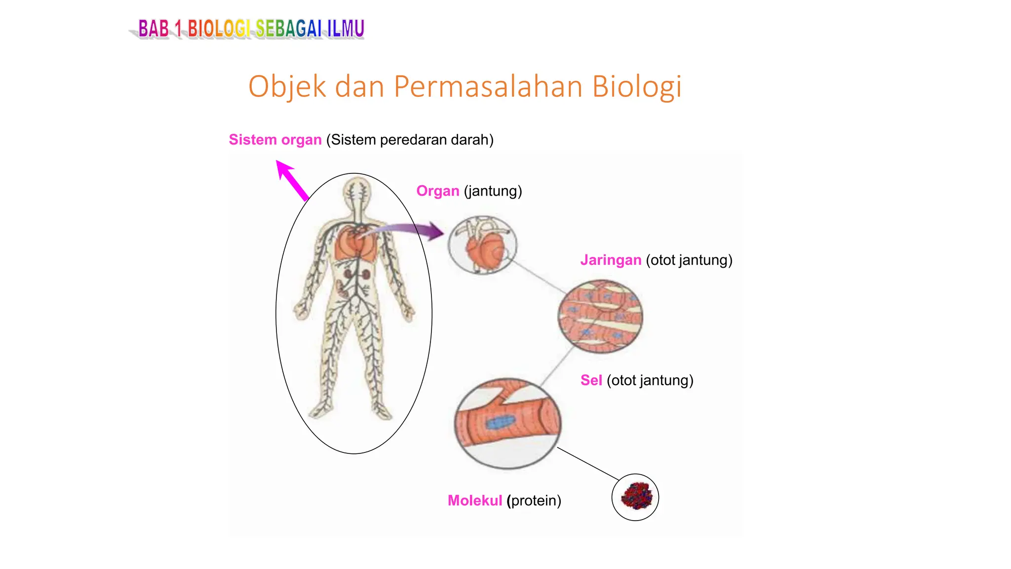 3.1 BIOLOGI.pptx