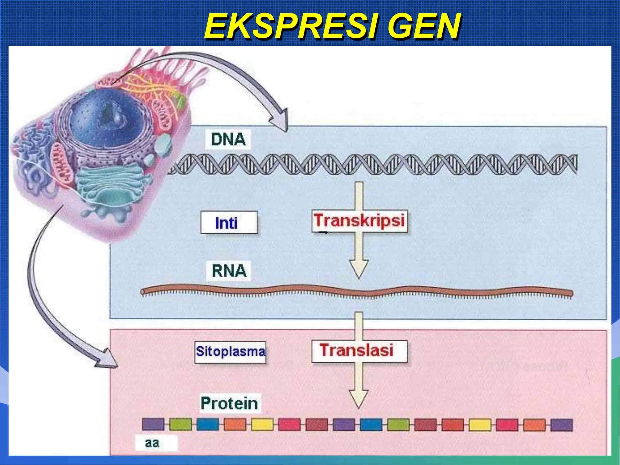 Materi genetik dan sintesis protein biology | PPT