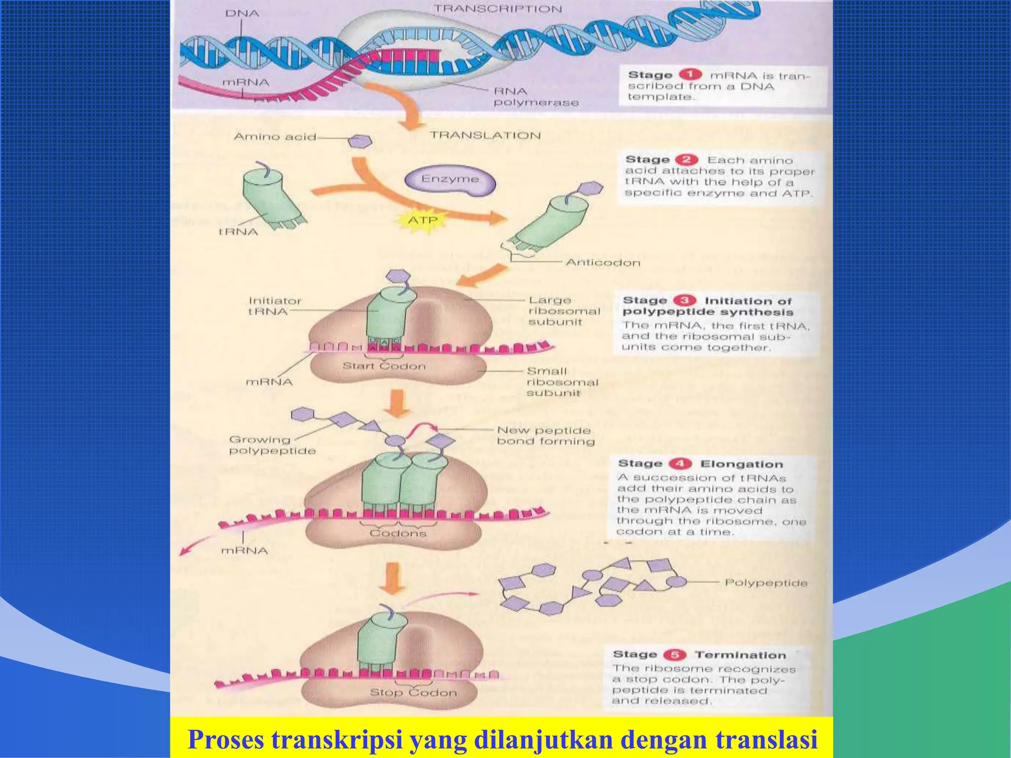 Materi genetik dan sintesis protein biology | PPT