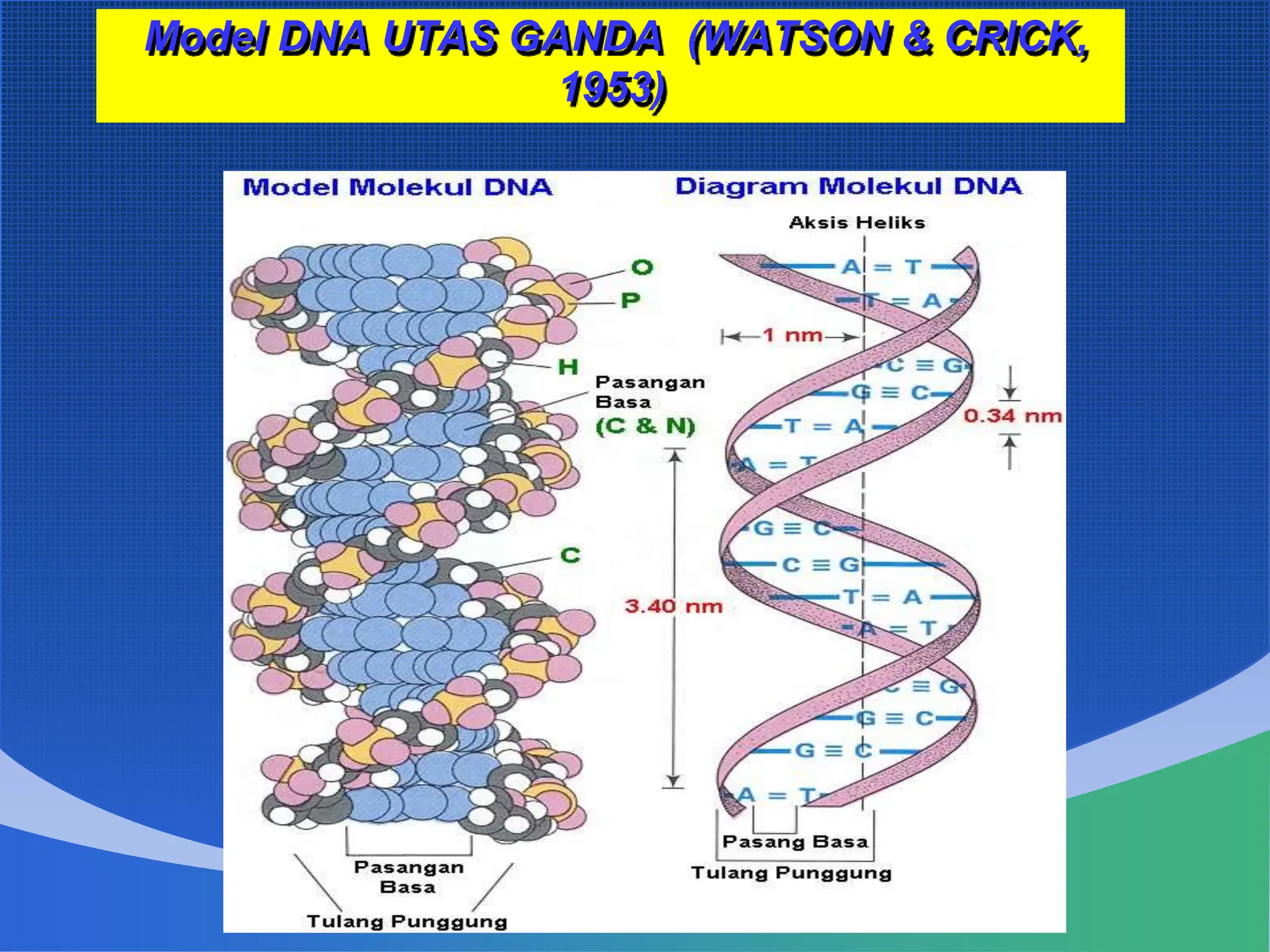 Materi genetik dan sintesis protein biology | PPT