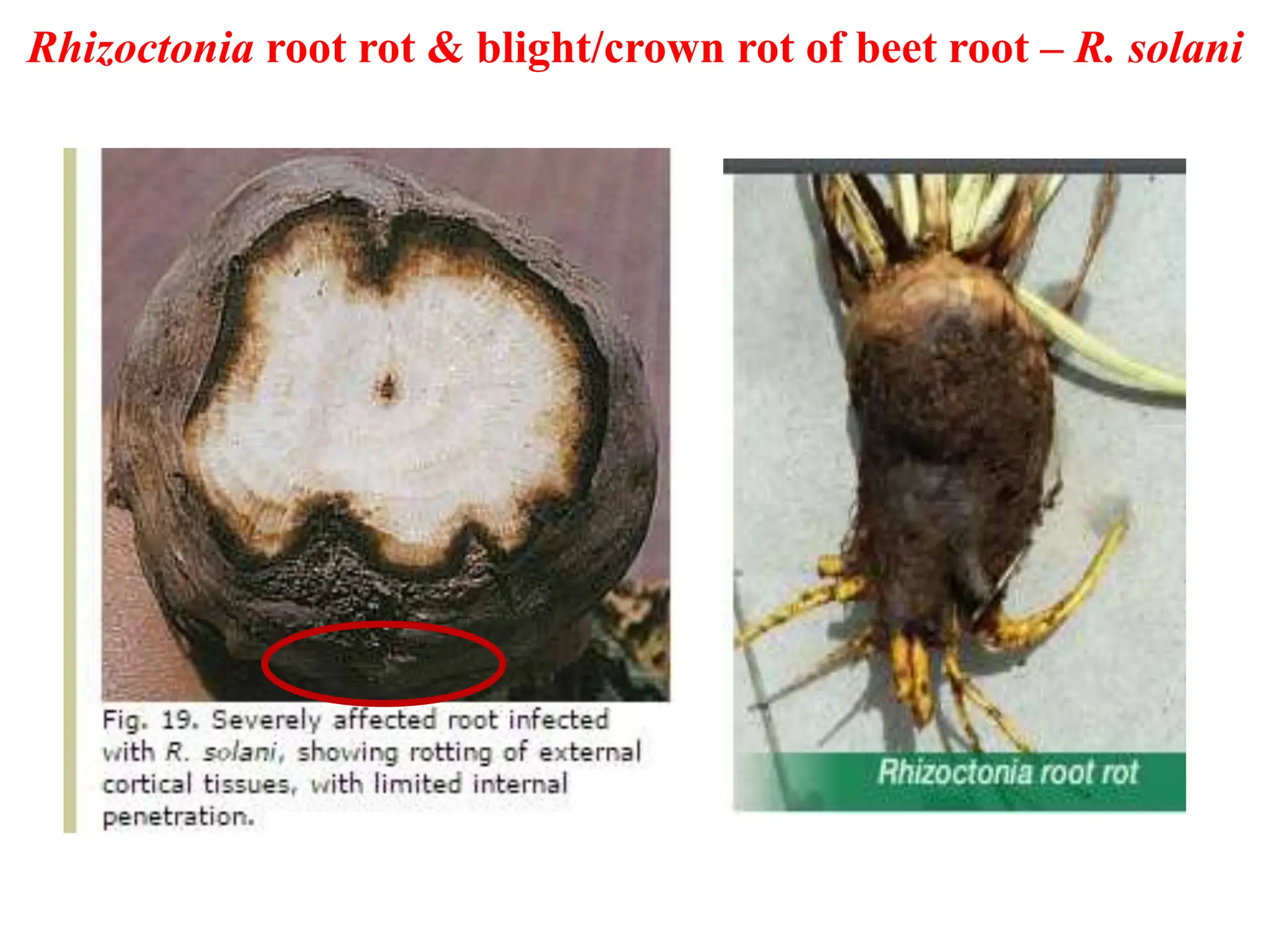 Beet root. Diseases management ,production pdf. | PPTX