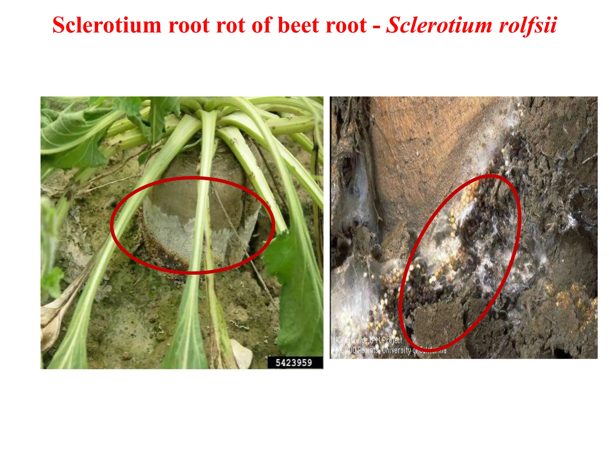 Beet root. Diseases management ,production pdf. | PPTX
