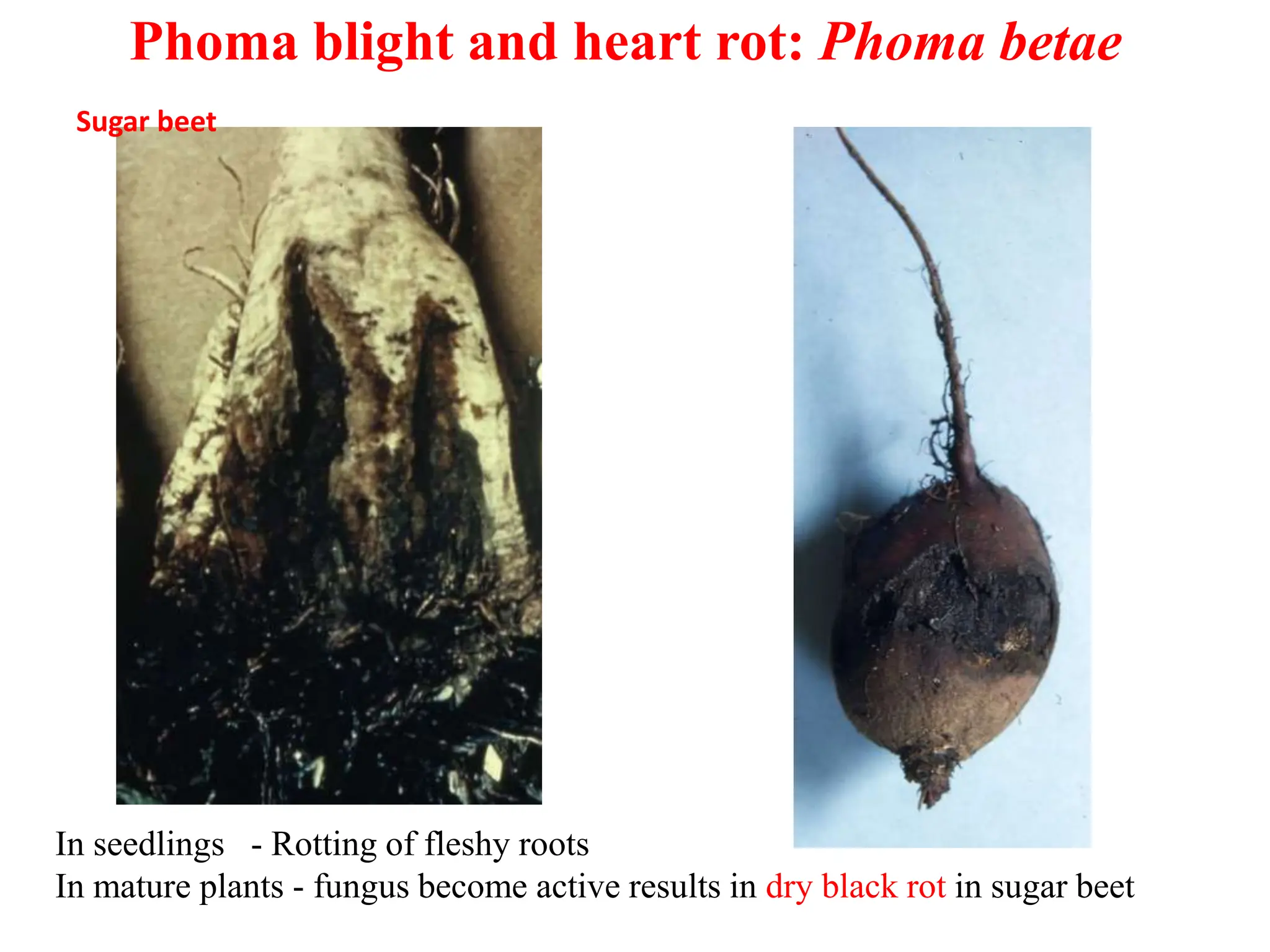Beet root. Diseases management ,production pdf. | PPTX