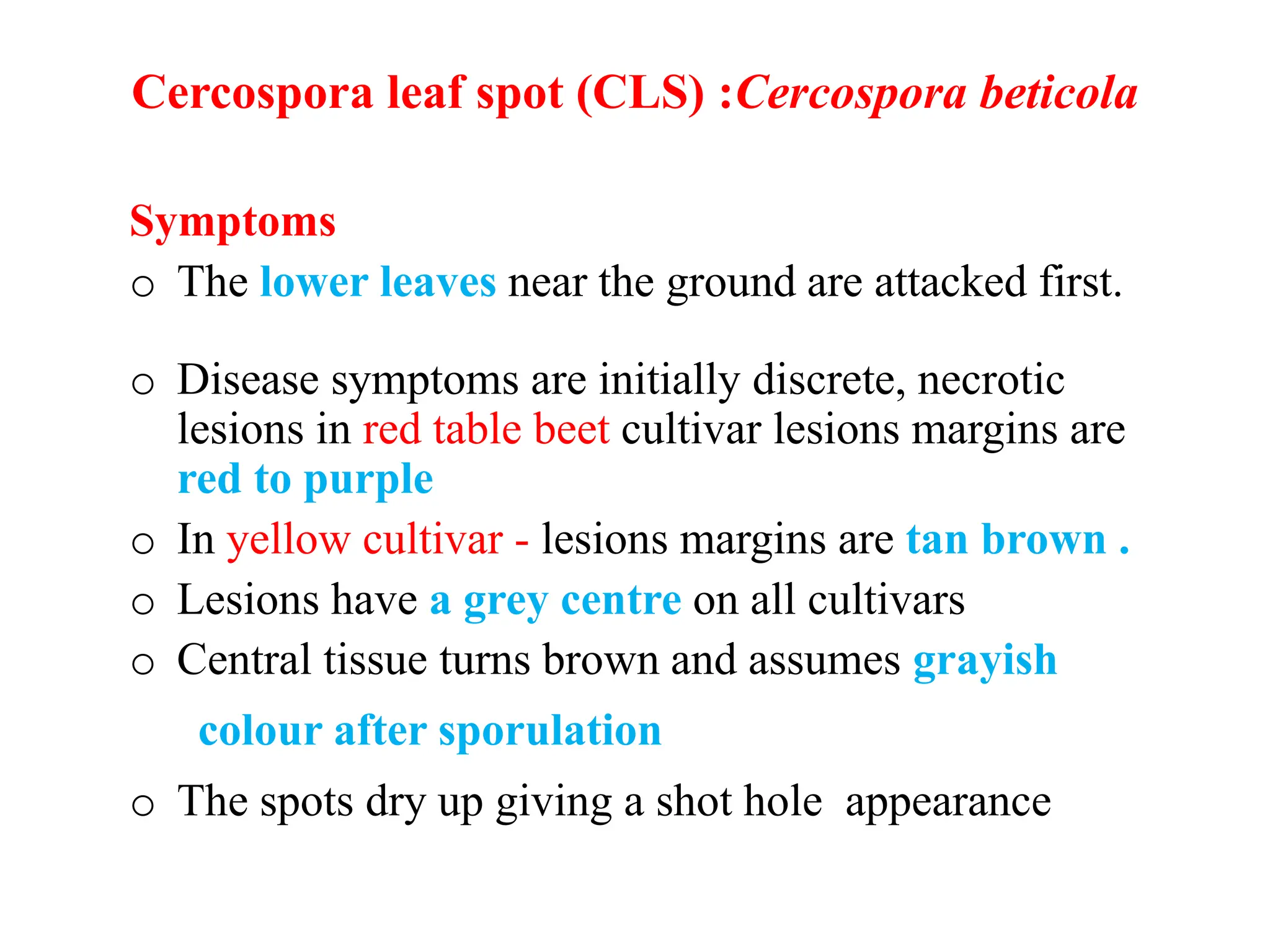 Beet root. Diseases management ,production pdf. | PPTX
