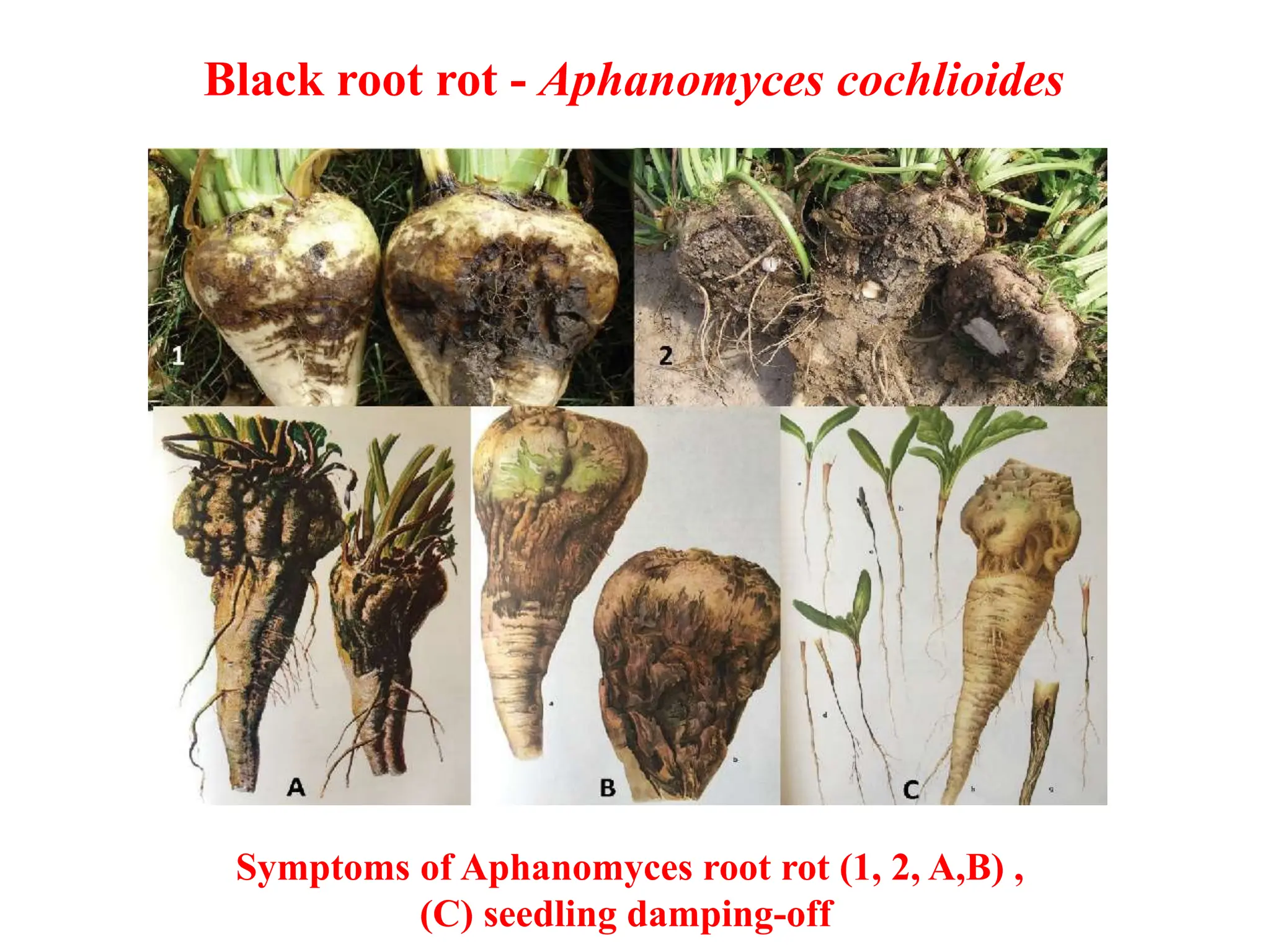 Beet root. Diseases management ,production pdf. | PPTX
