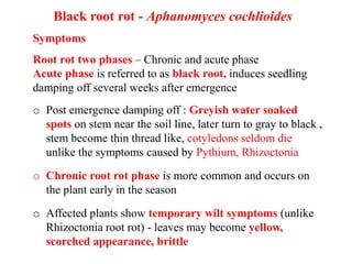 Beet root. Diseases management ,production pdf. | PPTX