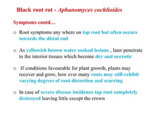 Beet root. Diseases management ,production pdf. | PPTX