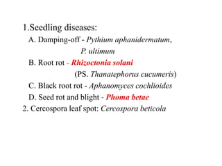 Beet root. Diseases management ,production pdf. | PPTX