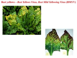 Beet root. Diseases management ,production pdf. | PPTX