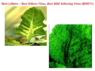 Beet root. Diseases management ,production pdf. | PPTX