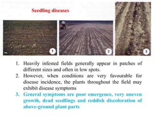 Beet root. Diseases management ,production pdf. | PPTX