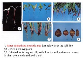 Beet root. Diseases management ,production pdf. | PPTX