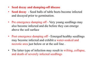 Beet root. Diseases management ,production pdf. | PPTX