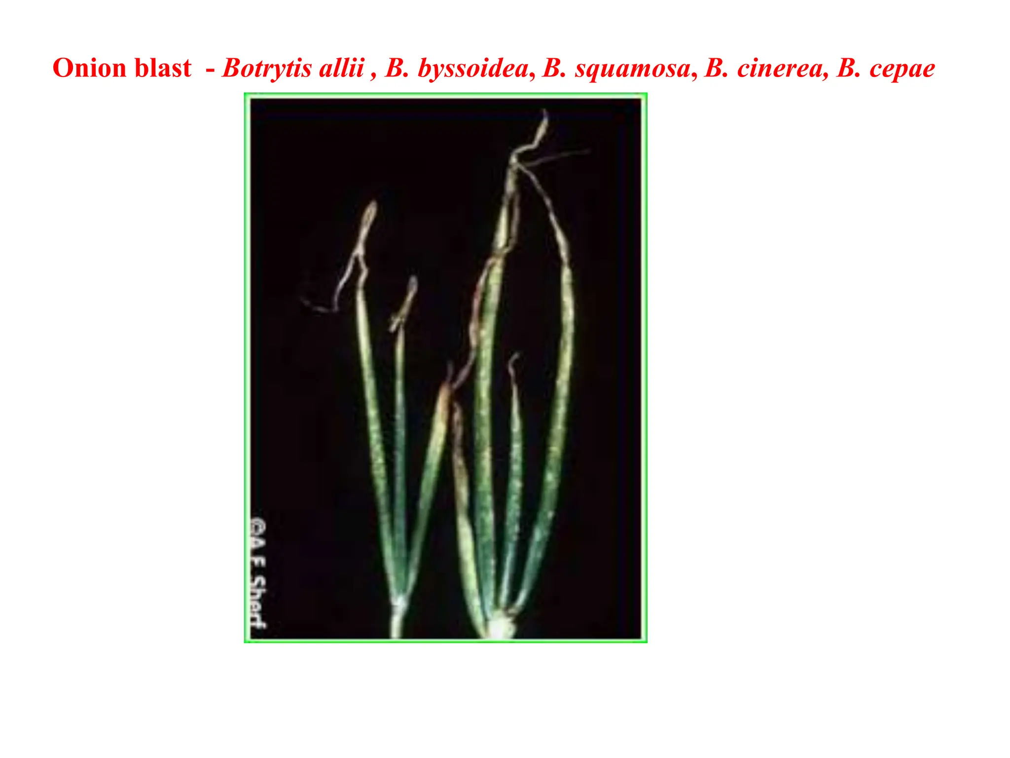 Onion, garlic diseases and their aspects. | PPTX