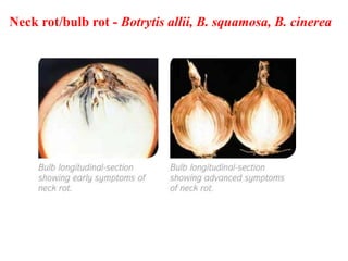 Onion, garlic diseases and their aspects. | PPTX