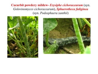 Cucurbits. pests and diseases management | PPTX