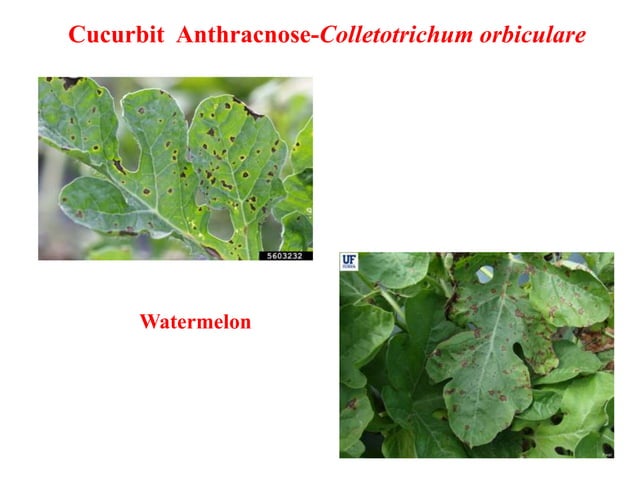 Cucurbits. pests and diseases management | PPTX | Gardening | Home & Garden