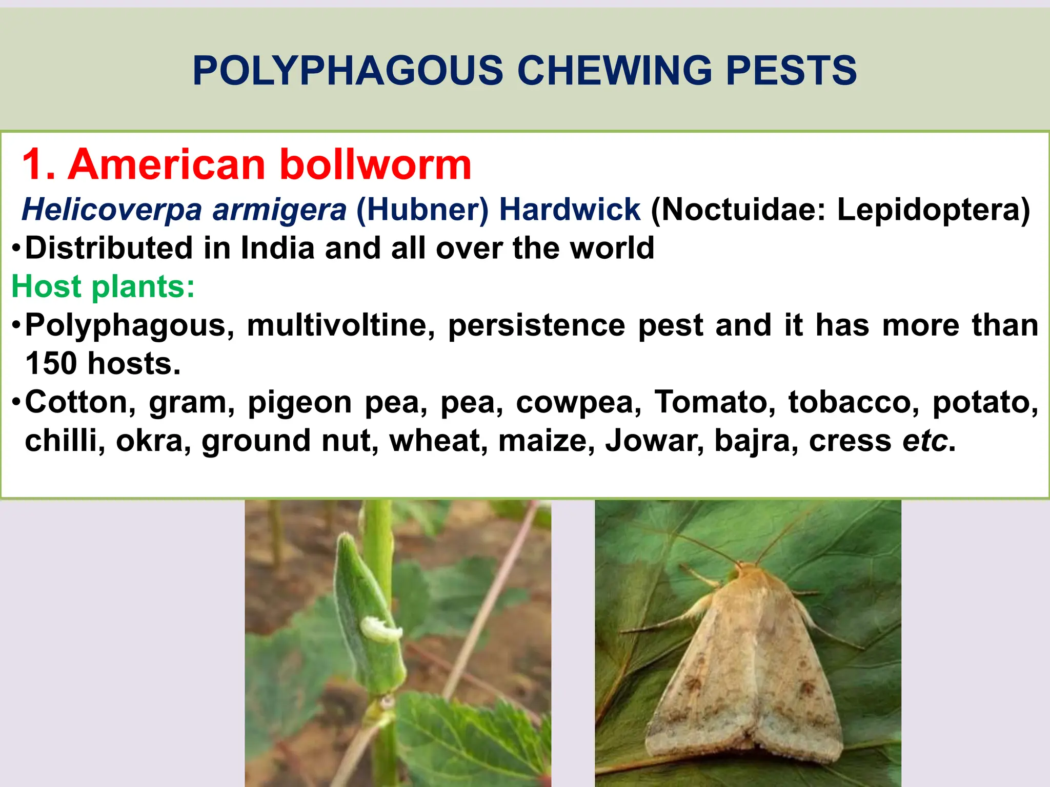 3.2 Polyphagous Chewing pests-2022.ppt
