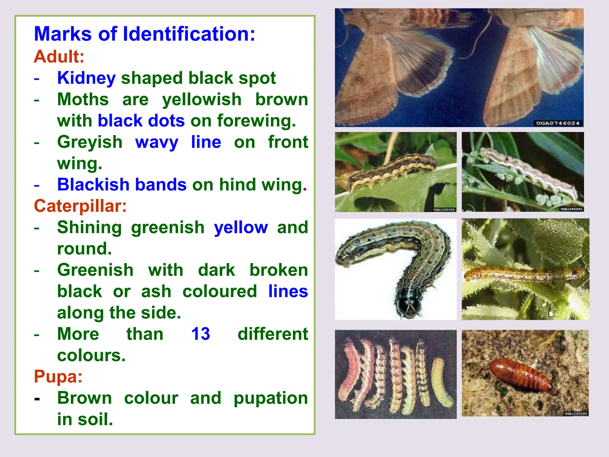 3.2 Polyphagous Chewing pests-2022.ppt