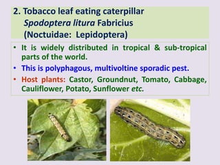 3.2 Polyphagous Chewing pests-2022.ppt