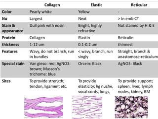 3. Connective tissue (1).pptx by Dr Iqra Osman | PPT