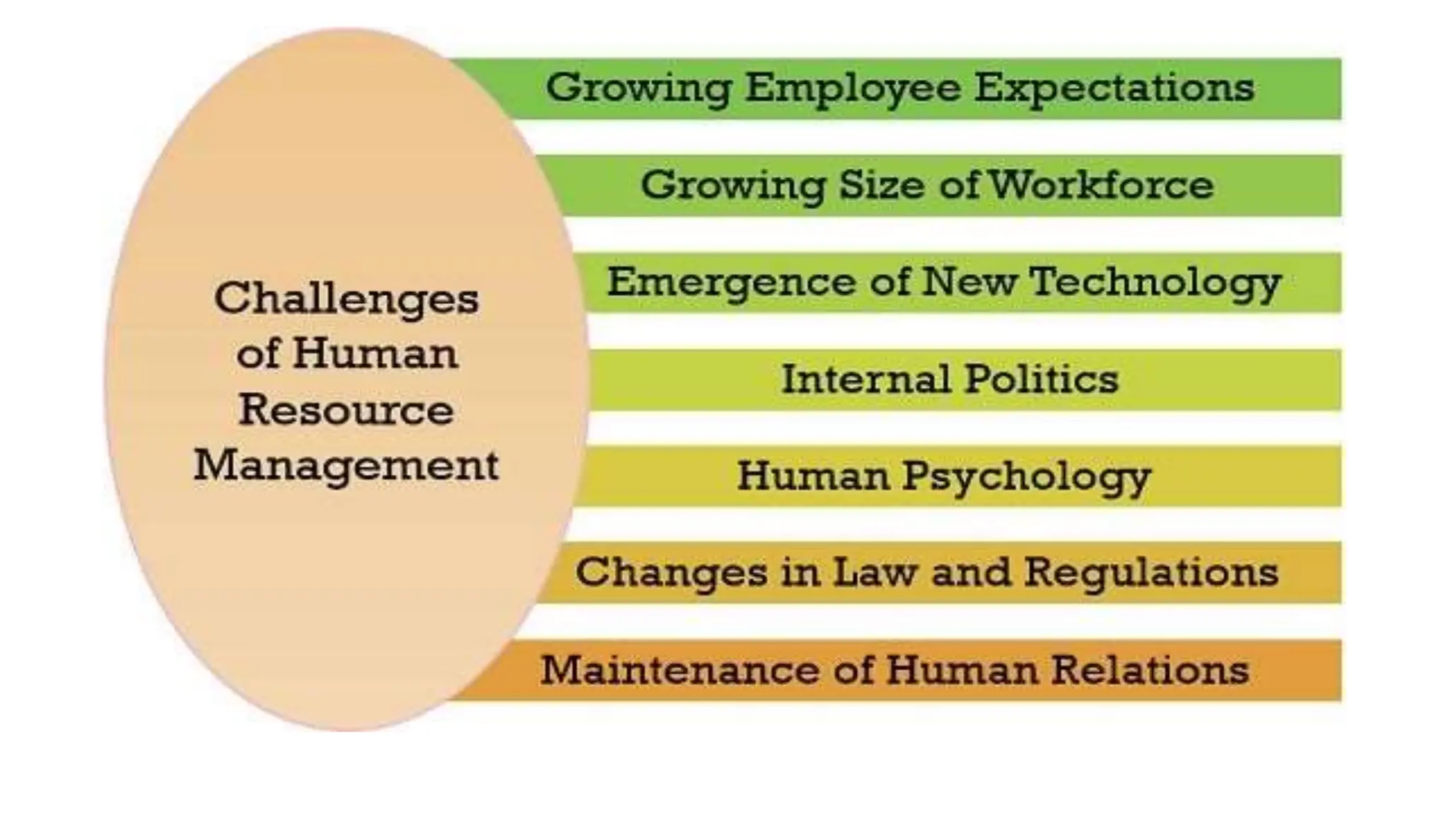 Functional Areas of Management in an Organization | PPTX